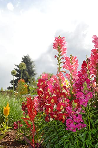 Set of 50 Cut Flower - Mixture Annual Flower Seed Packets - Perfect for Creating Your Dream Garden! - Includes 50 Packets of Cut Flower - Mixture Seeds!