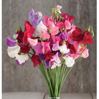 David's Garden Seeds Flower Sweet Pea Mammoth Choice Mix FBA-1488 (Multi) 50 Non-GMO, Heirloom Seeds