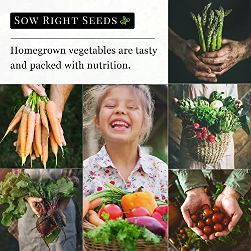 Sow Right Seeds - Yellow Spanish Onion Seed for Planting - Non-GMO Heirloom Packet with Instructions to Plant a Home Vegetable Garden