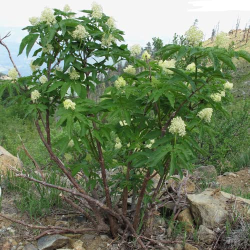CHUXAY GARDEN 50 Seeds Sambucus Racemosa,Red Elderberry,Red-berried Elder Deciduous Suckering Shrub Attract Butterflies Great for Traditional and Wildlife Gardens