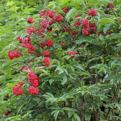 CHUXAY GARDEN 50 Seeds Sambucus Racemosa,Red Elderberry,Red-berried Elder Deciduous Suckering Shrub Attract Butterflies Great for Traditional and Wildlife Gardens