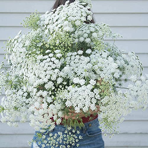 David's Garden Seeds Flower Ammi White Dill 8375 (White) 100 Non-GMO, Heirloom Seeds