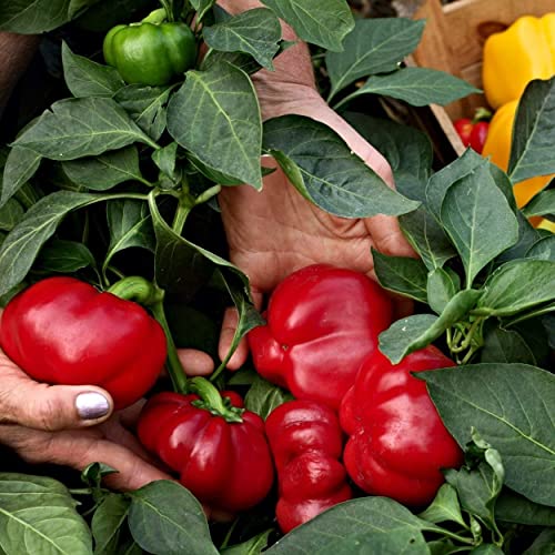 The Old Farmer's Almanac Heirloom Sweet Pepper Seeds (Big Red) - Approx 30 Seeds - Non-GMO, Open Pollinated, USA Origin