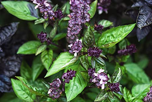 "Sweet Cinnamon" Basil Herb Seeds for Planting, 500+ Heirloom Seeds Per Packet, (Isla's Garden Seeds), Non GMO Seeds, Botanical Name: Ocimum basilicum 'Cinnamon', Great Home Garden Gift