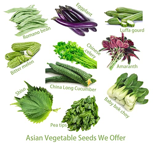 Cilantro Seeds for Planting-Slow Bolt,香菜.Non GMO Seeds for Sprouting,Herb Seeds for Planting Home Garden and Hydroponic Pods(100 Slow Bolt Cilantro Seeds for Planting,1g) USA