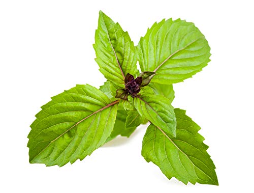 "Sweet Cinnamon" Basil Herb Seeds for Planting, 500+ Heirloom Seeds Per Packet, (Isla's Garden Seeds), Non GMO Seeds, Botanical Name: Ocimum basilicum 'Cinnamon', Great Home Garden Gift