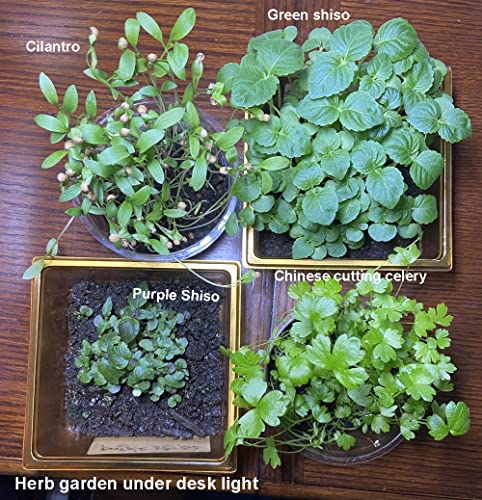 Cilantro Seeds for Planting-Slow Bolt,香菜.Non GMO Seeds for Sprouting,Herb Seeds for Planting Home Garden and Hydroponic Pods(100 Slow Bolt Cilantro Seeds for Planting,1g) USA