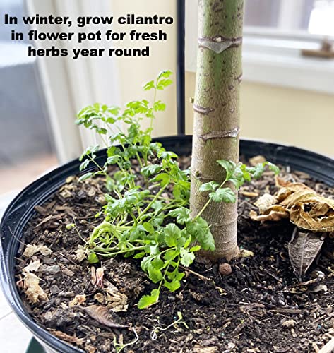 Cilantro Seeds for Planting-Slow Bolt,香菜.Non GMO Seeds for Sprouting,Herb Seeds for Planting Home Garden and Hydroponic Pods(100 Slow Bolt Cilantro Seeds for Planting,1g) USA