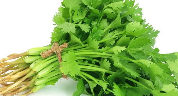 Cilantro Seeds for Planting-Slow Bolt,香菜.Non GMO Seeds for Sprouting,Herb Seeds for Planting Home Garden and Hydroponic Pods(100 Slow Bolt Cilantro Seeds for Planting,1g) USA