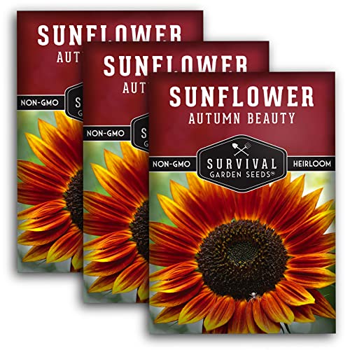 Survival Garden Seeds - Autumn Beauty Sunflower Seed for Planting - 3 Packs with Instructions to Plant and Grow Beautiful and Colorful Flowers in Your Home Vegetable Garden - Non-GMO Heirloom Variety