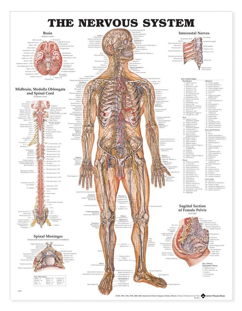 The Nervous System Anatomical Chart