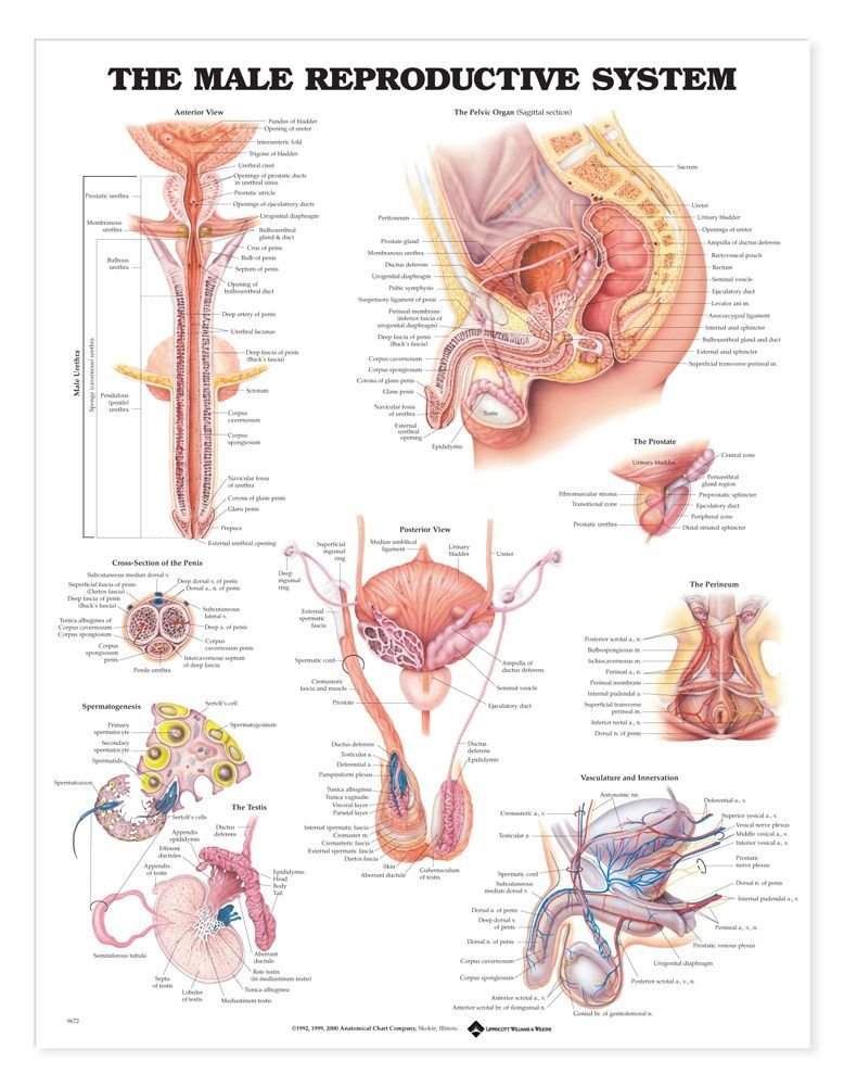 The Male Reproductive System Anatomical Chart