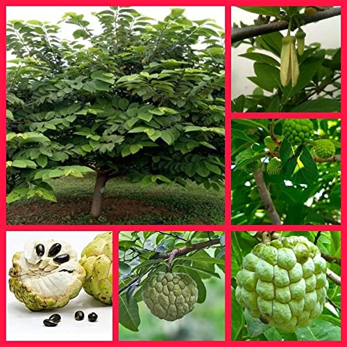 QAUZUY GARDEN Seeds - 20 Premium Custard Apple Buddha's Head Sugar Apple Sitafal Annona Cherimoya Fruit Tree Seeds, Non -GMO, Easy to Grow, Very Fresh Seeds