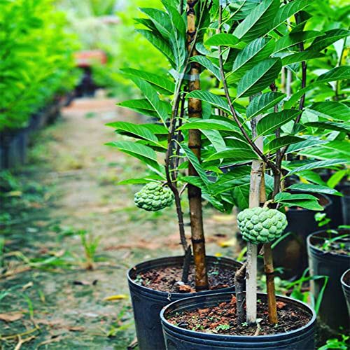QAUZUY GARDEN Seeds - 20 Premium Custard Apple Buddha's Head Sugar Apple Sitafal Annona Cherimoya Fruit Tree Seeds, Non -GMO, Easy to Grow, Very Fresh Seeds