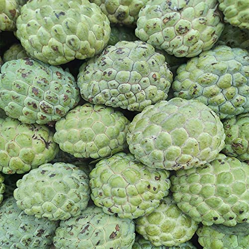 QAUZUY GARDEN Seeds - 20 Premium Custard Apple Buddha's Head Sugar Apple Sitafal Annona Cherimoya Fruit Tree Seeds, Non -GMO, Easy to Grow, Very Fresh Seeds