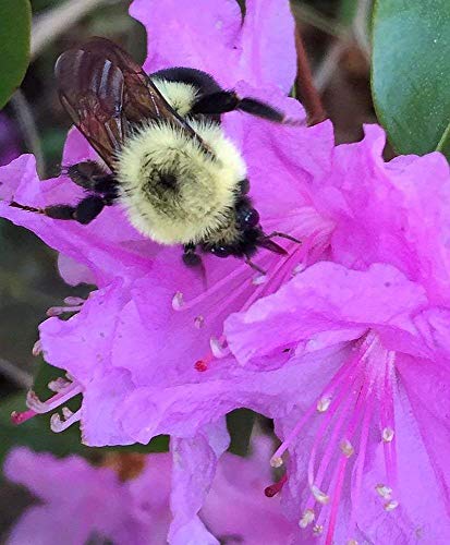 Rose Pink and Green Mason Bee House for The Garden Bundle - Lifetime Replacement Guarantee
