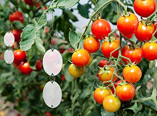 Monarchy Solutions Premium Metal Bird Deterrent Discs 16 Discs Set Reflective Hanging Device to Keep Birds Away Like Woodpeckers, Pigeons, Ducks, Herons, Grackles, Geese & Pest , Bird Blinder disks