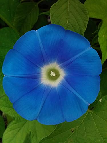 TKE Farms - Morning Glory Seeds for Planting, Heavenly Blue, 5 Grams ≈ 150 Seeds, Ipomoea Tricolor