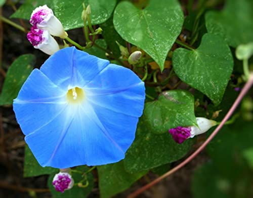 TKE Farms - Morning Glory Seeds for Planting, Heavenly Blue, 5 Grams ≈ 150 Seeds, Ipomoea Tricolor