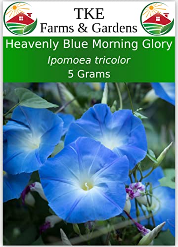 TKE Farms - Morning Glory Seeds for Planting, Heavenly Blue, 5 Grams ≈ 150 Seeds, Ipomoea Tricolor