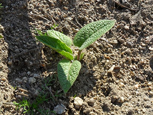 Ten Russian Comfrey Root Cuttings - Bocking 14 Cultivar - Comphrey - Knitbone By Yumheart Gardens (10)