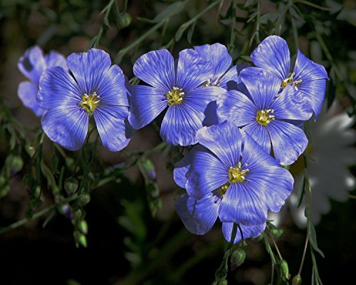 Flax Blue Nice Garden Flower by Seed Kingdom 6,000 Seeds
