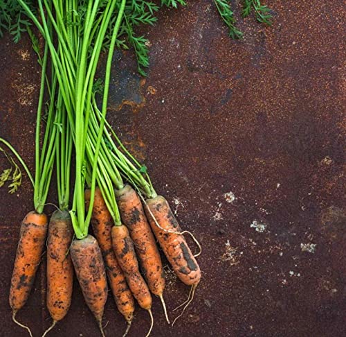 3000 Little Finger Carrot Seeds for Planting Heirloom Non-GMO 5+ Grams Garden Vegetable Bulk Survival