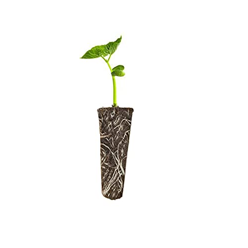 Grow Sponges for Hydroponics Seed Starter Plugs 50 pcs Compatible with AILISS PRO Indoor Garden Kit(Seeds Not Included)