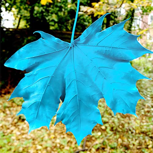 QAUZUY GARDEN 50+ Seeds Blue Maple Acer Tree Seeds for Planting - Dwarf Trident Bloodgood Maple Bonsai Tree Seeds-Easy to Grow & Maintain