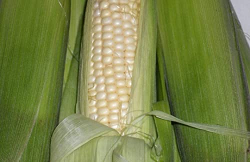 Trucker's Favorite White Dent Corn Seeds for Planting 80 Seeds Heirloom Non GMO Garden Vegetable Bulk Survival Hominy