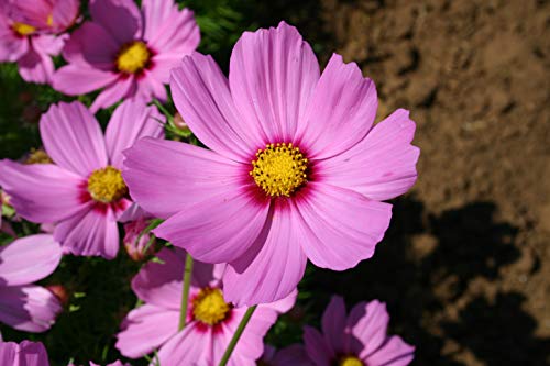 "Dwarf Pink" Cosmos Flower Seeds for Planting, 750+ Flower Seeds Per Packet, (Isla's Garden Seeds), Non GMO & Heirloom Seeds, Scientific Name: Cosmos bipinnatus