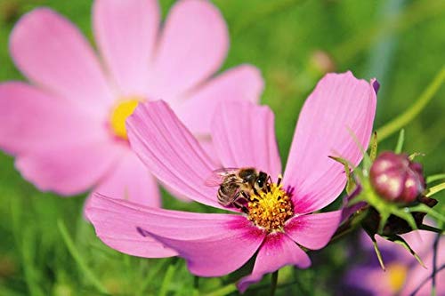 "Dwarf Pink" Cosmos Flower Seeds for Planting, 750+ Flower Seeds Per Packet, (Isla's Garden Seeds), Non GMO & Heirloom Seeds, Scientific Name: Cosmos bipinnatus
