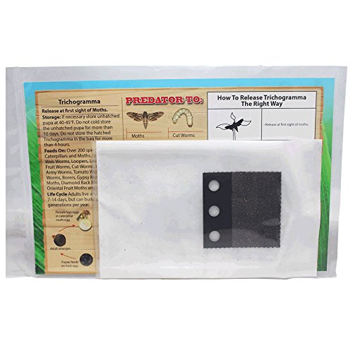 Bug Sales Trichogramma 3 Squares/ 12,000 Eggs