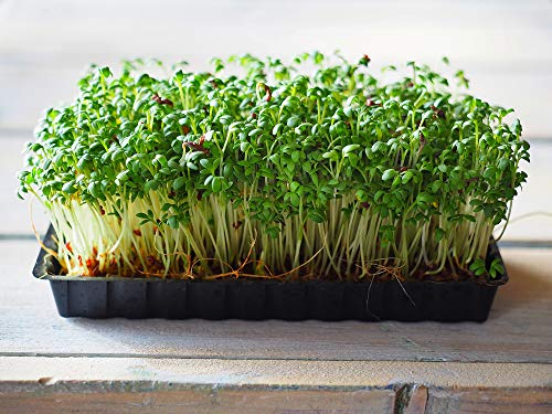 Cress Seed, Microgreen, Sprouting, 4 OZ, Non GMO - Country Creek Acres Brand - Cress Seed for Juicing, Food Storage, Gardening, Hydroponics, Growing Sprouts, Spice for Cooking