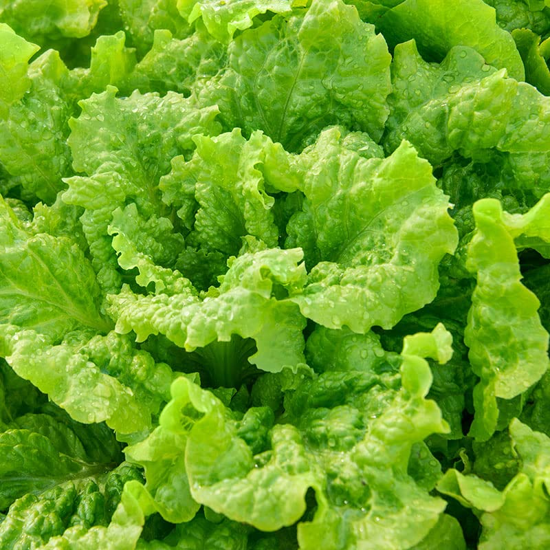 7000 Black seeded Simpson Lettuce Seeds for Planting 14+ Grams of Seeds Non GMO Heirloom Garden Vegetable Survival Baby Greens Bulk