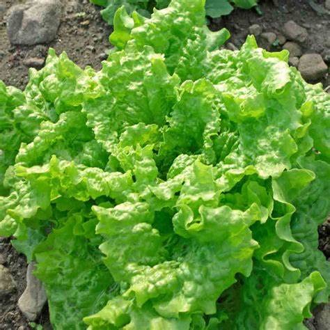 7000 Black seeded Simpson Lettuce Seeds for Planting 14+ Grams of Seeds Non GMO Heirloom Garden Vegetable Survival Baby Greens Bulk