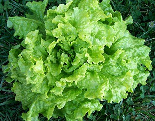 7000 Black seeded Simpson Lettuce Seeds for Planting 14+ Grams of Seeds Non GMO Heirloom Garden Vegetable Survival Baby Greens Bulk
