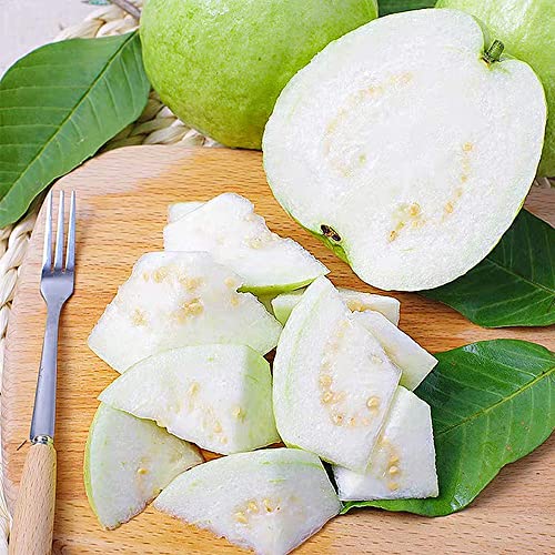 QAUZUY GARDEN 15 Seeds Guava Psidium Guajava Tree Seeds Non-GMO Organic Guayaba Seeds Edible Plant Nutritiousย White Tropical Fruit Easy to Grow