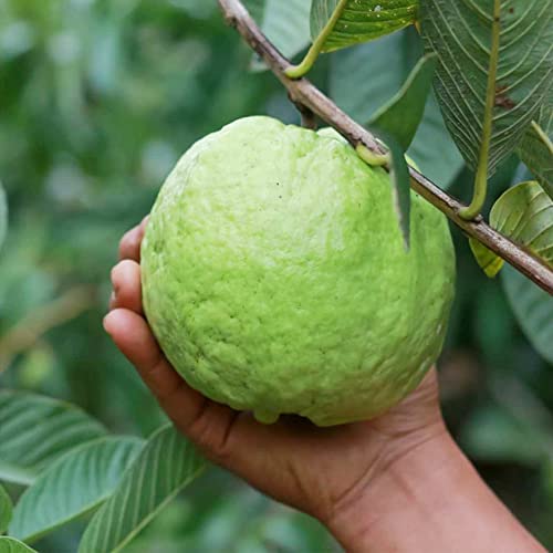 QAUZUY GARDEN 15 Seeds Guava Psidium Guajava Tree Seeds Non-GMO Organic Guayaba Seeds Edible Plant Nutritious White Tropical Fruit Easy to Grow