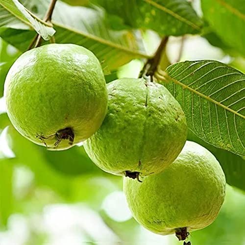QAUZUY GARDEN 15 Seeds Guava Psidium Guajava Tree Seeds Non-GMO Organic Guayaba Seeds Edible Plant Nutritious White Tropical Fruit Easy to Grow
