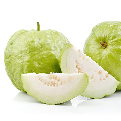 QAUZUY GARDEN 15 Seeds Guava Psidium Guajava Tree Seeds Non-GMO Organic Guayaba Seeds Edible Plant Nutritious White Tropical Fruit Easy to Grow