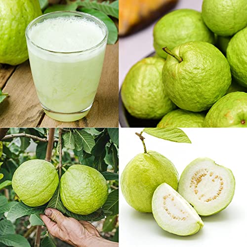 QAUZUY GARDEN 15 Seeds Guava Psidium Guajava Tree Seeds Non-GMO Organic Guayaba Seeds Edible Plant Nutritious White Tropical Fruit Easy to Grow