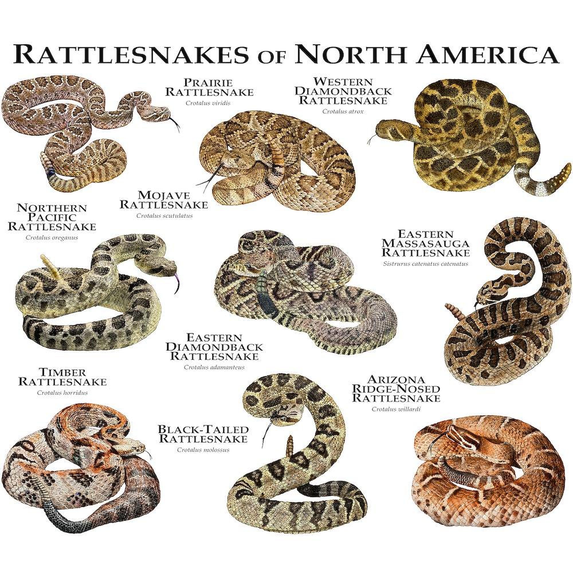 CafePress Rattlesnakes Of North America Mug Ceramic Coffee Mug, Tea Cup 11 oz