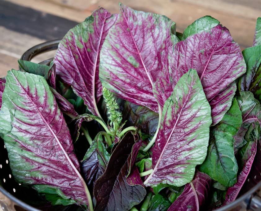 1000 Red Stripe Green Leaf Amaranth Seeds for Planting Chinese Spinach Heirloom Non GMO 2 Grams of Seeds Lu Hsien Garden Vegetable Bulk Survival Amaranthus