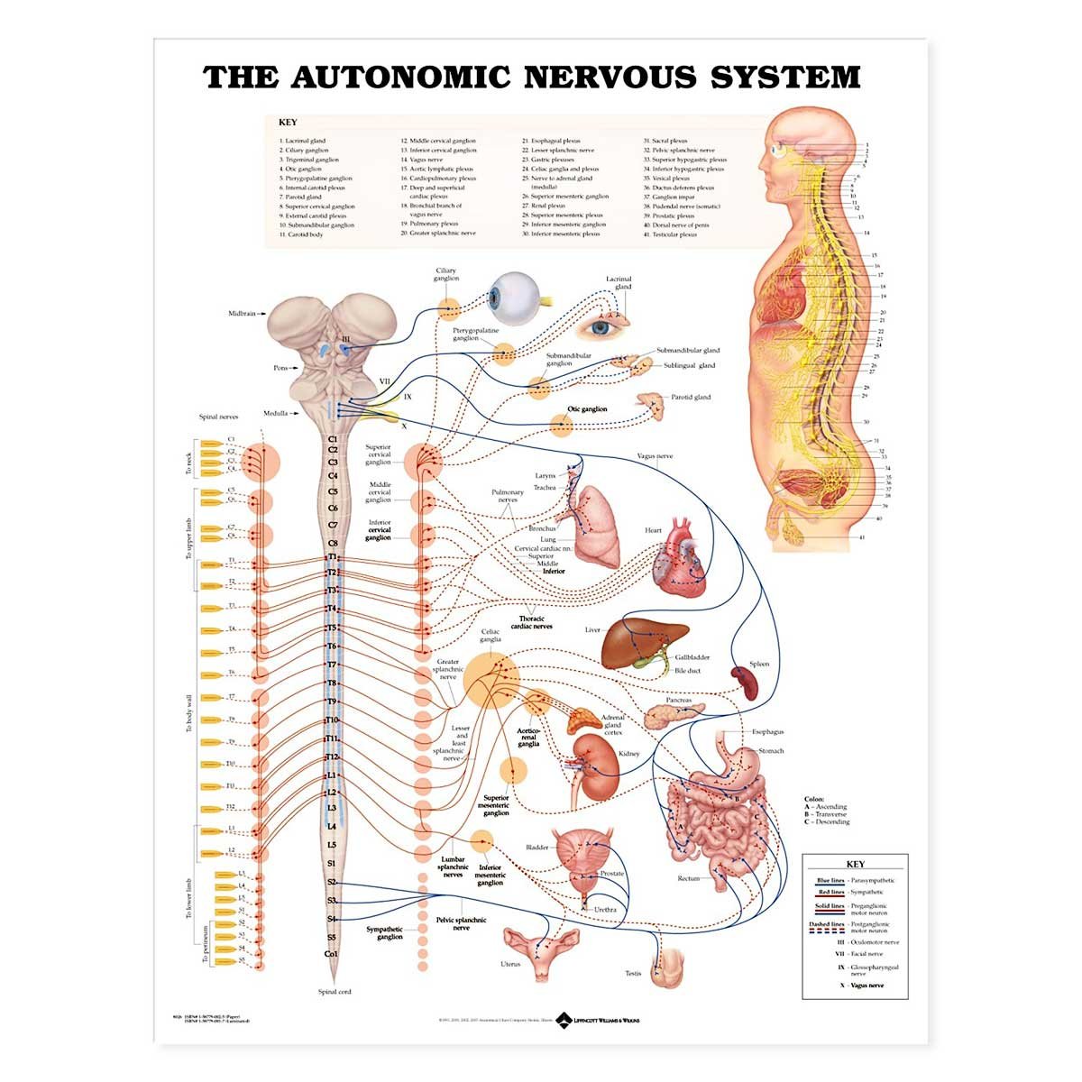 The Autonomic Nervous System Anatomical Chart