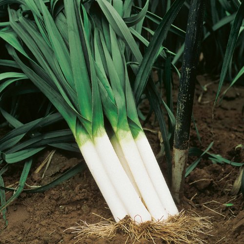 Large American Flag Leek Seeds for Planting, 500+ Heirloom Seeds Per Packet, (Isla's Garden Seeds), Non GMO Seeds, Botanical Name: Allium ampeloprasum, Great Home Garden Gift