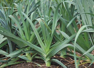 Large American Flag Leek Seeds for Planting, 500+ Heirloom Seeds Per Packet, (Isla's Garden Seeds), Non GMO Seeds, Botanical Name: Allium ampeloprasum, Great Home Garden Gift