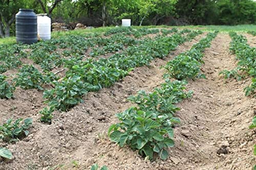 60 Yukon Gold Potato Seeds, Heirloom Long Storage Planting Ornaments Garden Perennials Simple to Grow Pots Gift