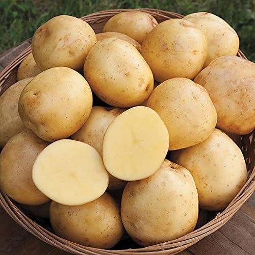 60 Yukon Gold Potato Seeds, Heirloom Long Storage Planting Ornaments Garden Perennials Simple to Grow Pots Gift