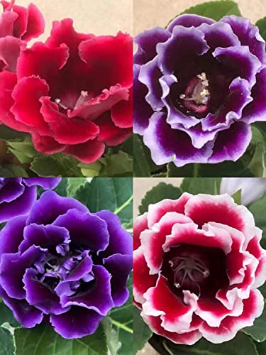 MOKALALA 200 Pcs Mixed Hibiscus Flower Seeds | Non-GMO | Perennial Exotic Plant Bonsai Seeds Fresh Garden Seeds, Gardeners Choice!